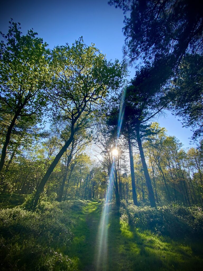 Woodland Walks - Markshall Estate