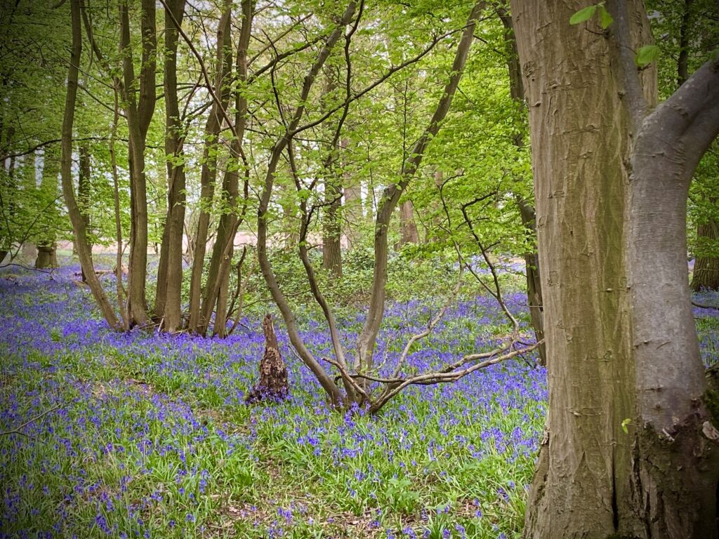 Woodland Walks - Markshall Estate