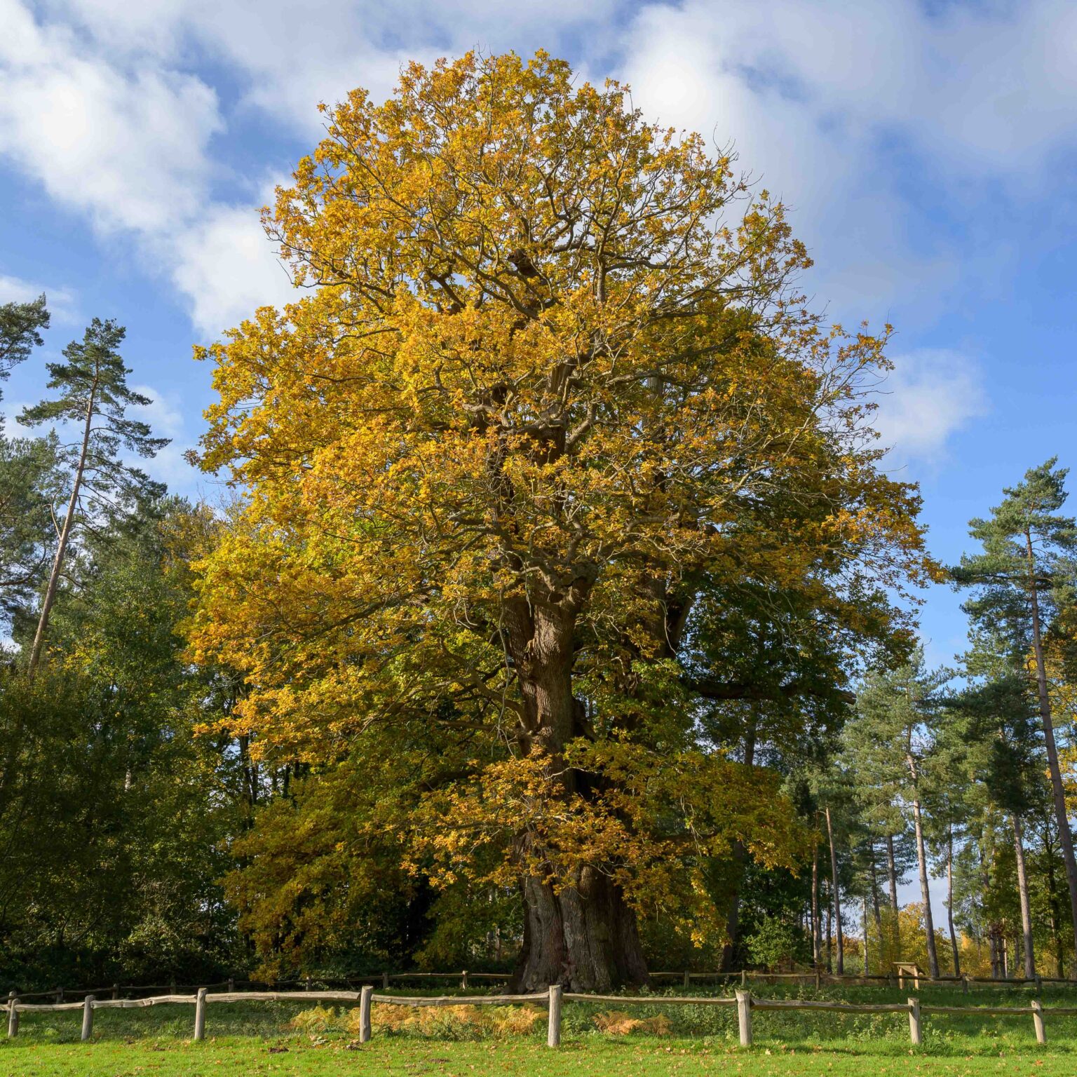 Discovering the Diverse Habitats of Markshall: From Mighty Oaks to ...
