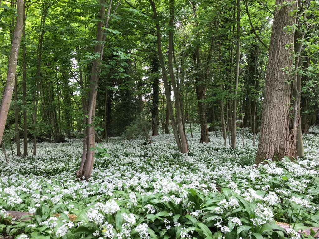 Woodland Walks - Markshall Estate