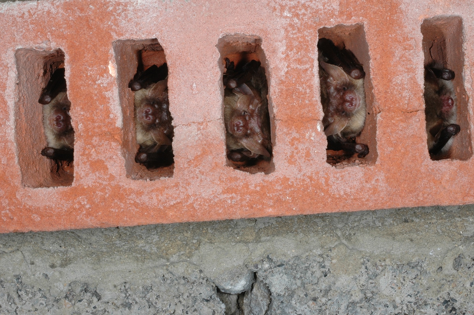 Discovering the Diverse Habitats of Markshall: From Mighty Oaks to ...