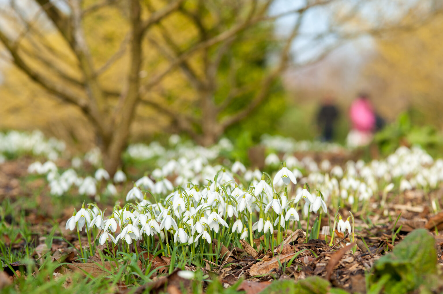 10 Things to See and Do this Winter at Markshall Estate - Markshall Estate