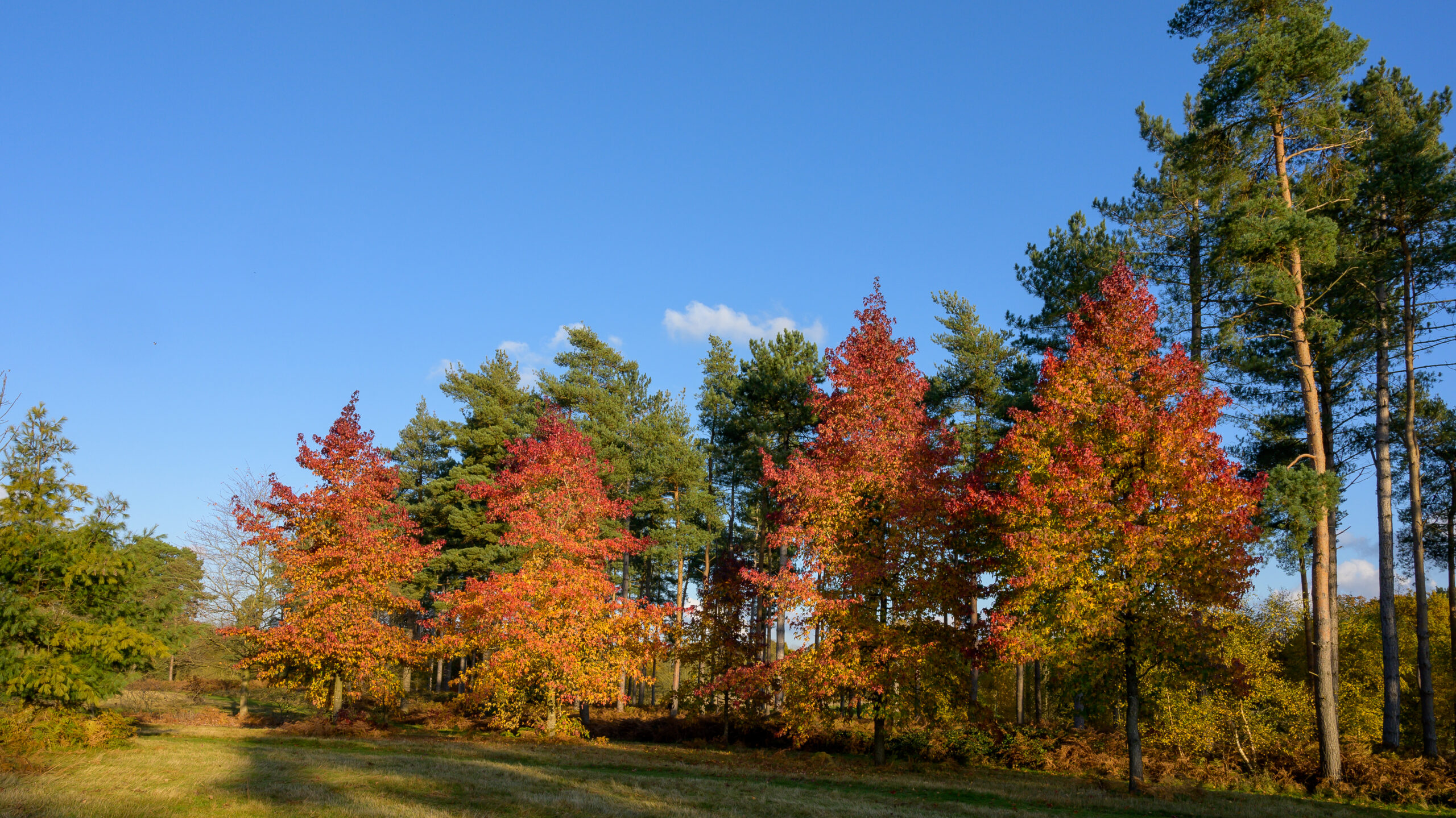 10 Things to See and Do this Autumn at Markshall Estate - Markshall Estate