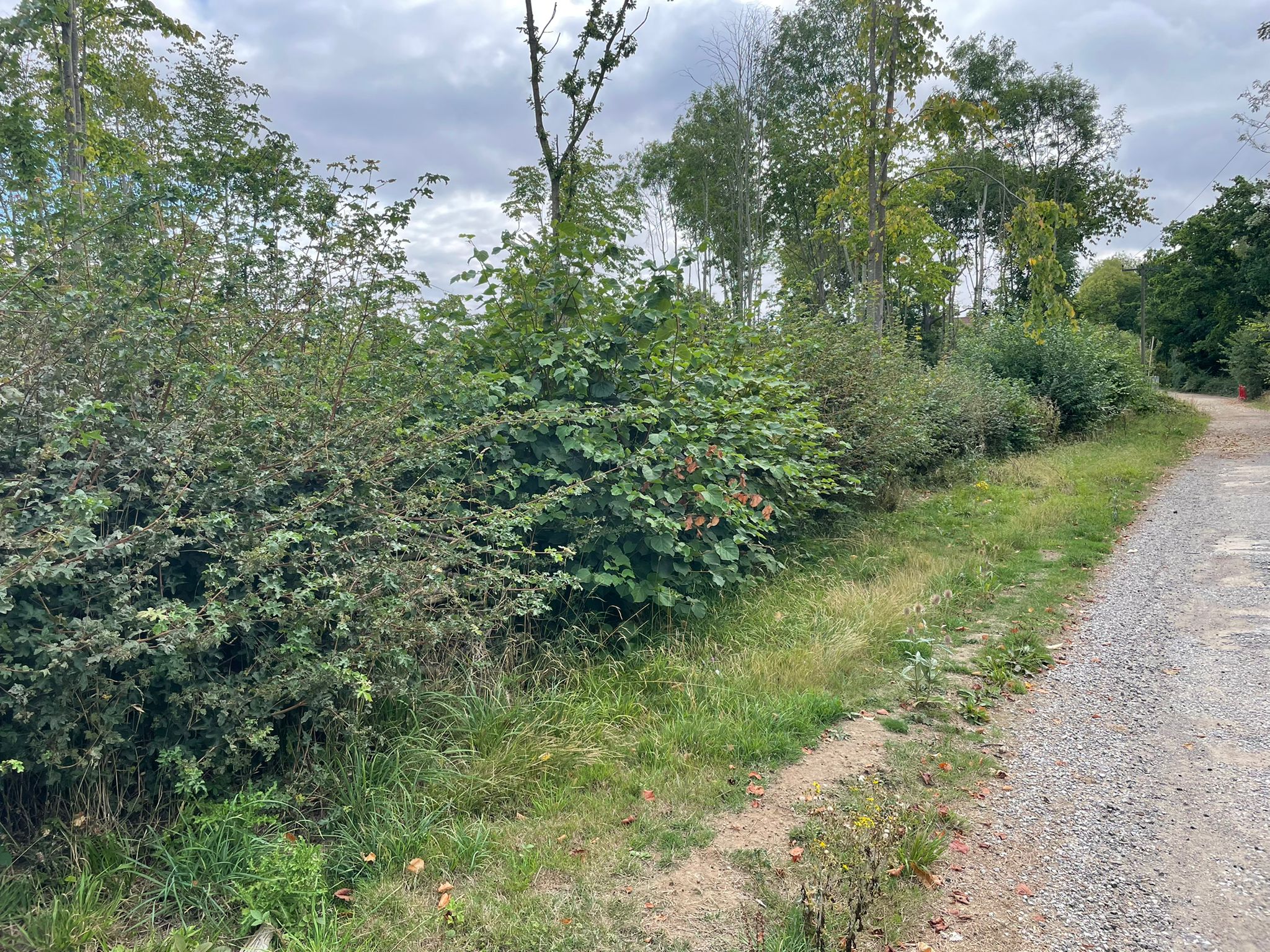 Emma's Guide to Hedgerows - Markshall Estate