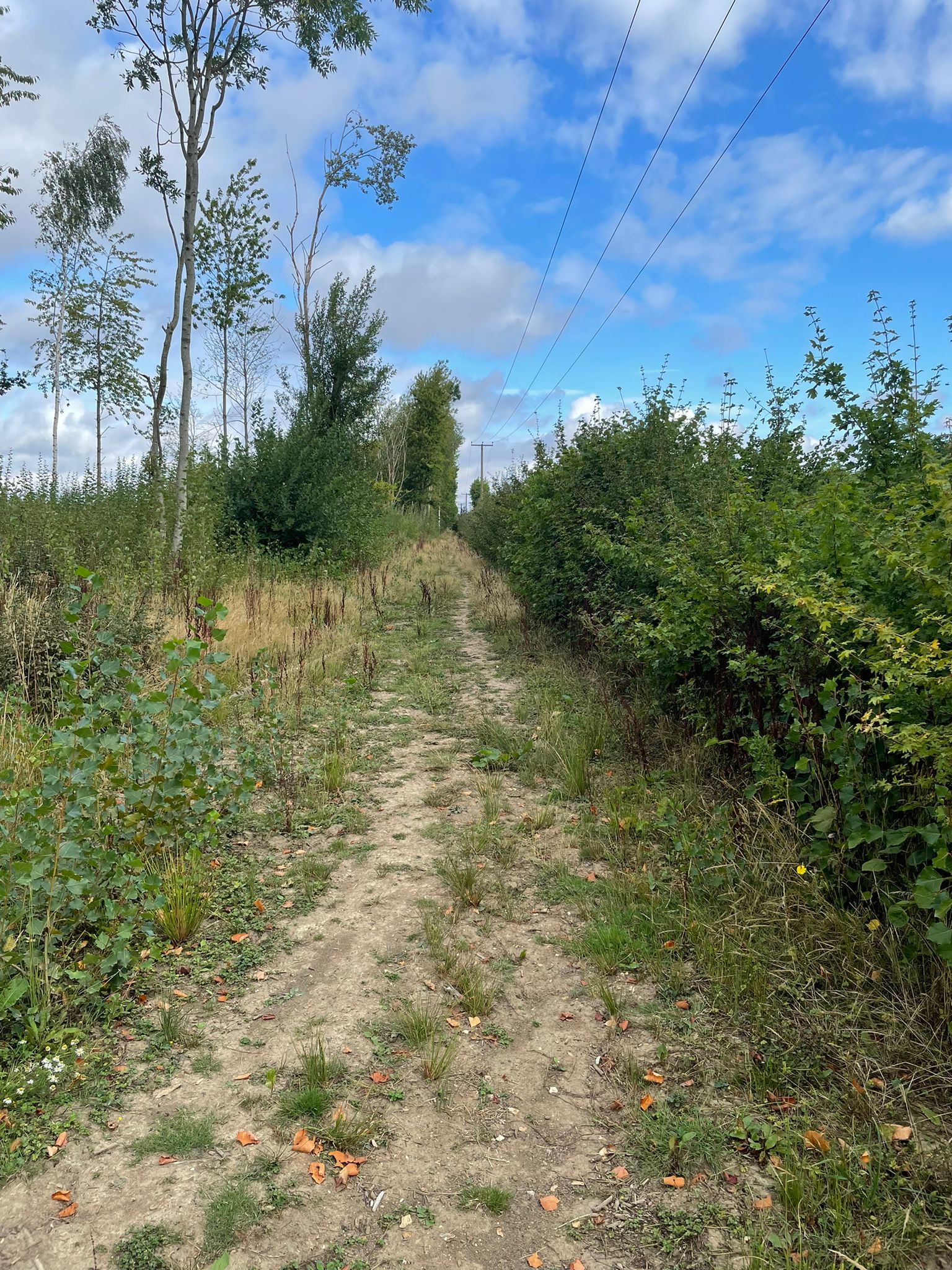 Emma's Guide to Hedgerows - Markshall Estate