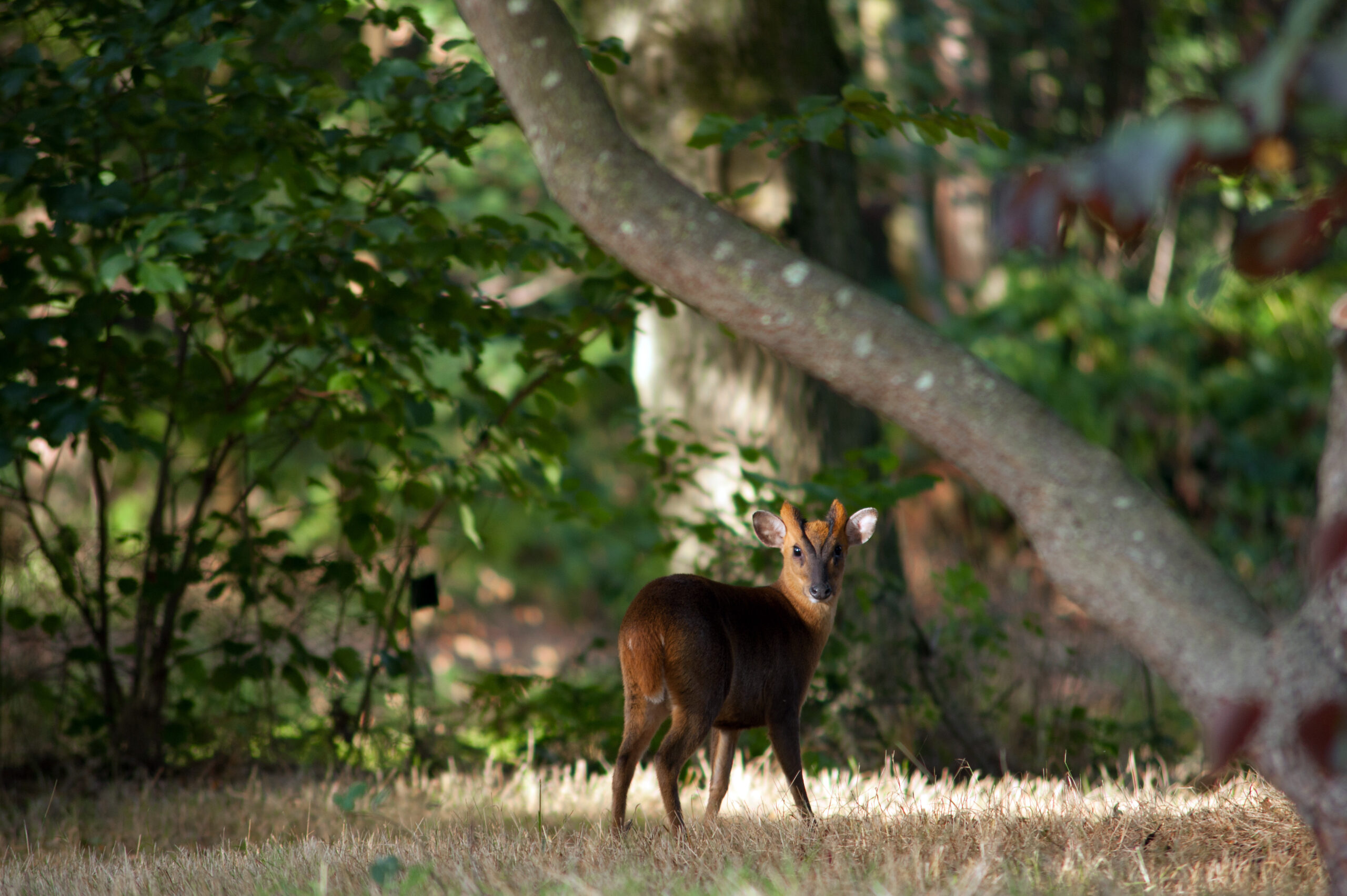 Discovering the Diverse Habitats of Markshall: From Mighty Oaks to ...