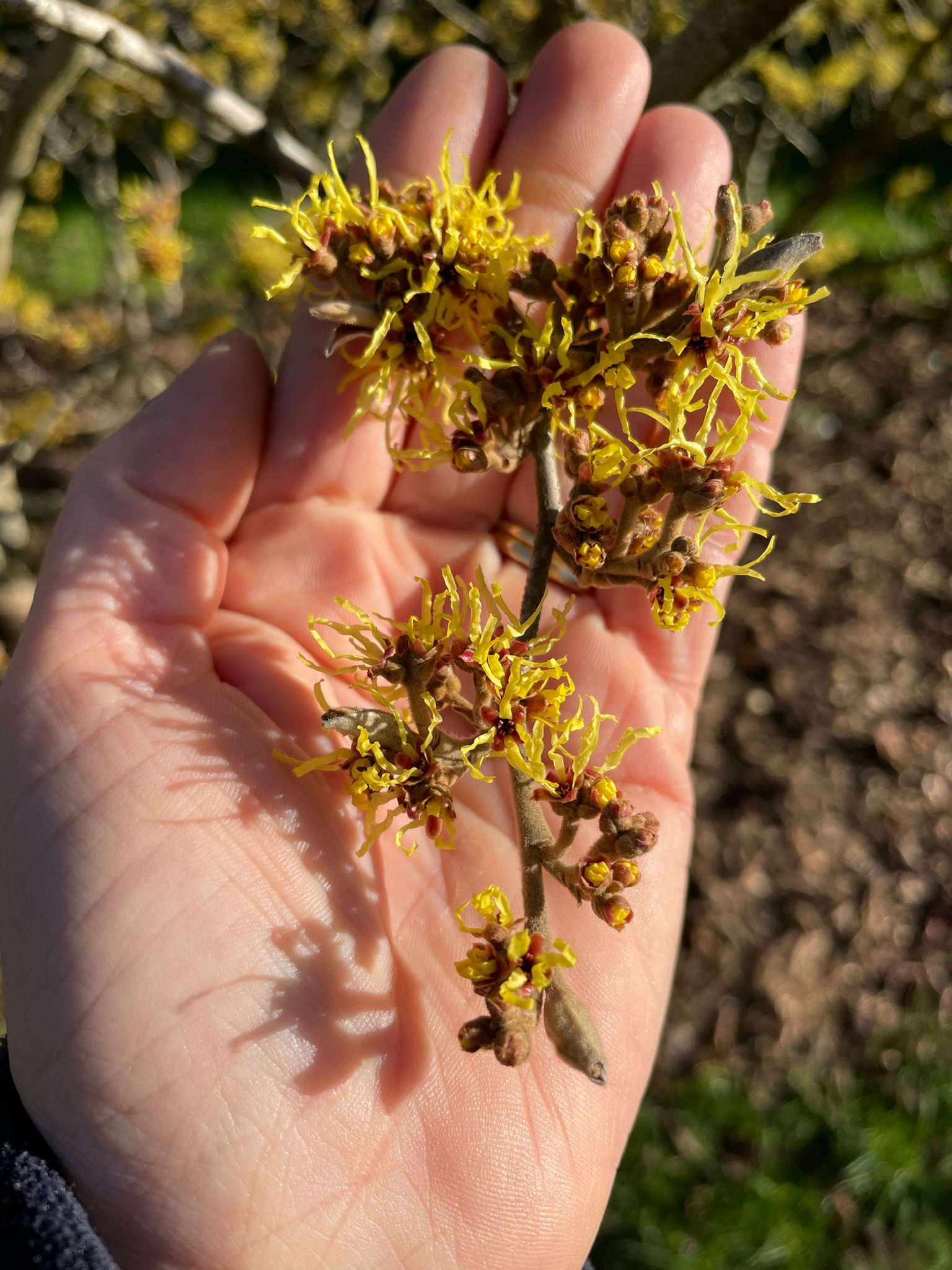 All You Need to Know about Hamamelis - Markshall Estate
