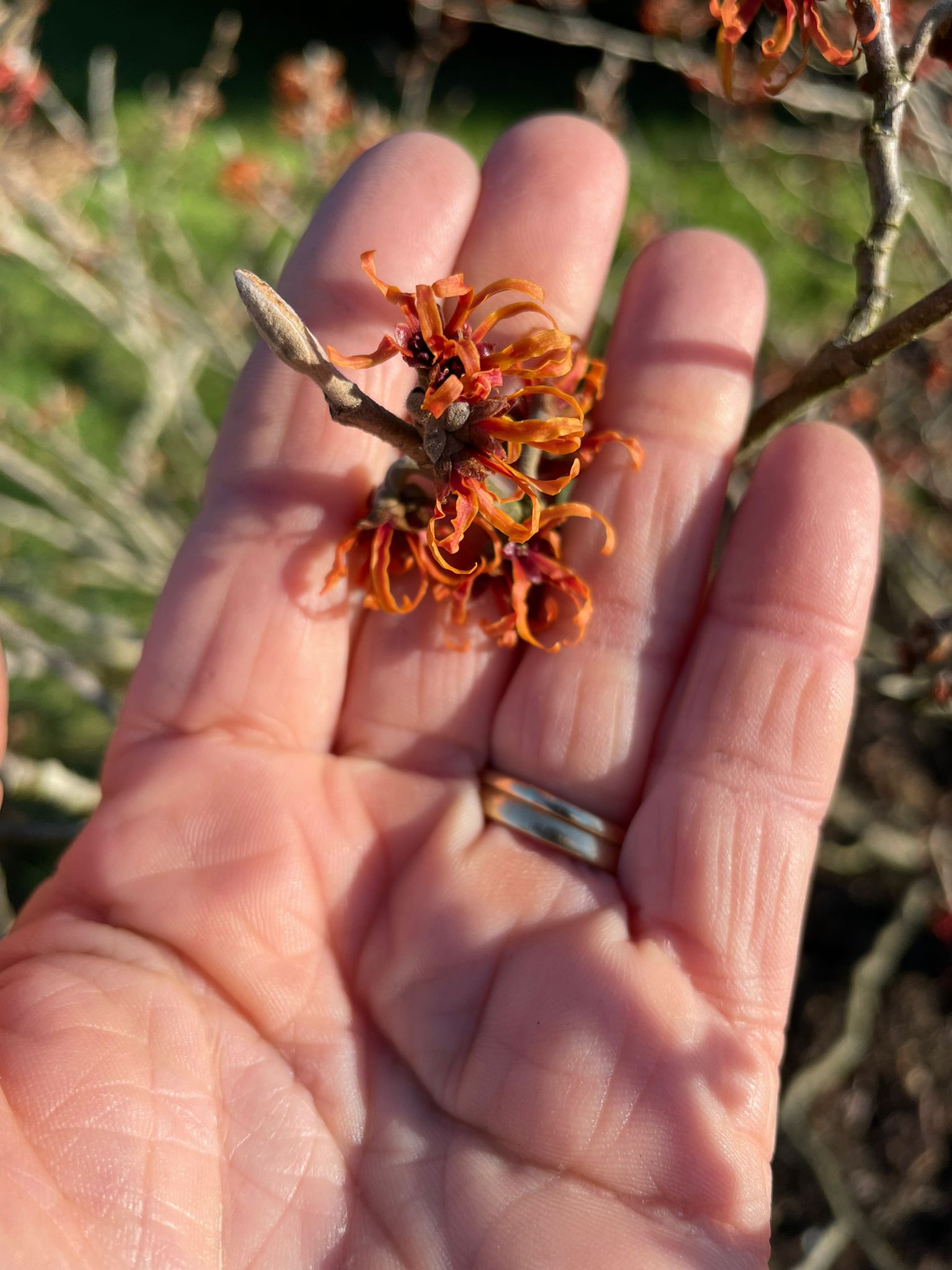 All You Need to Know about Hamamelis - Markshall Estate