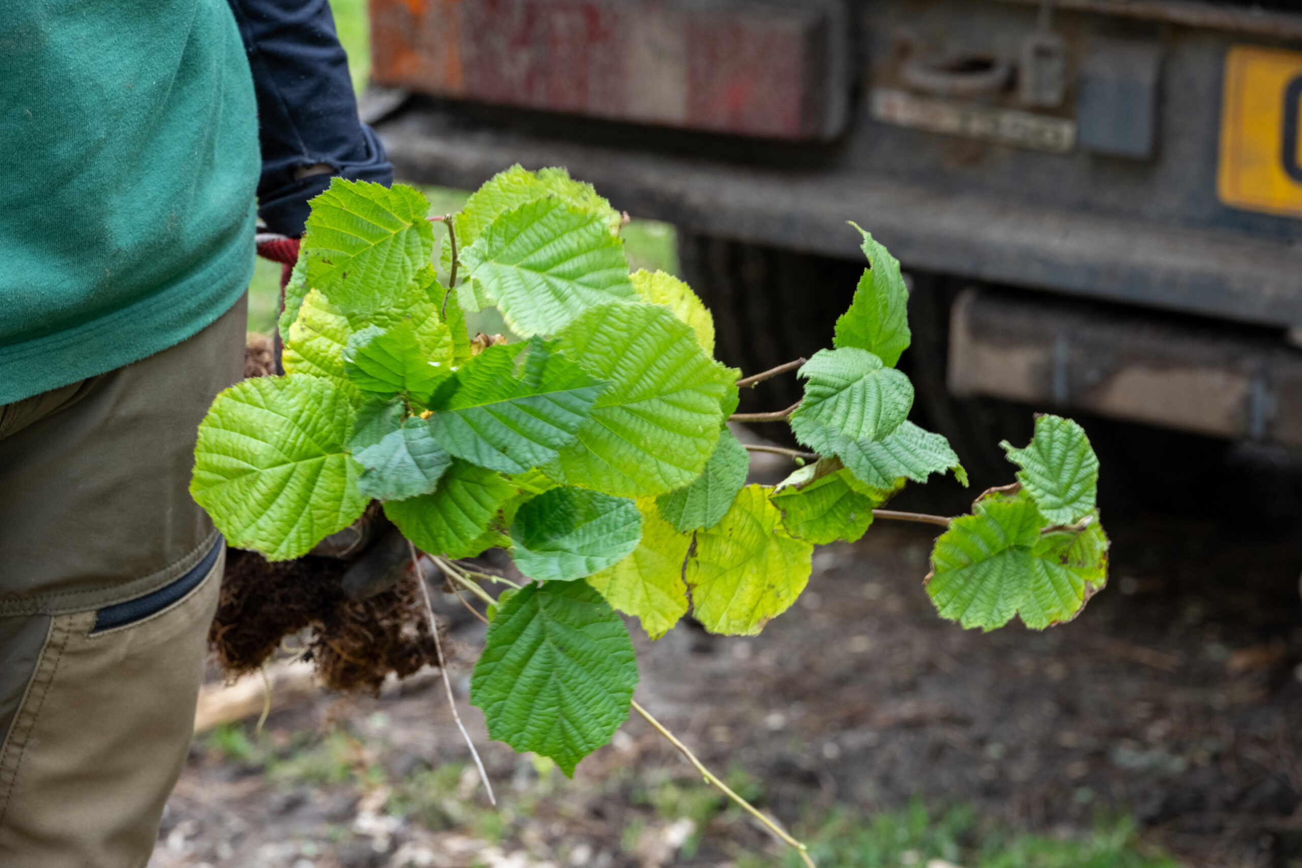 Horticulturalist's Guide to Coppicing - Markshall Estate