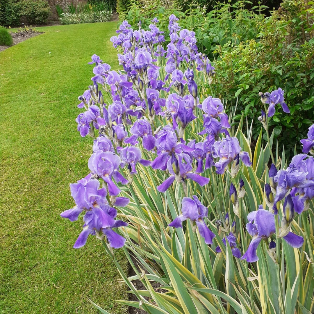 Meet Markshall's Irises - Markshall Estate