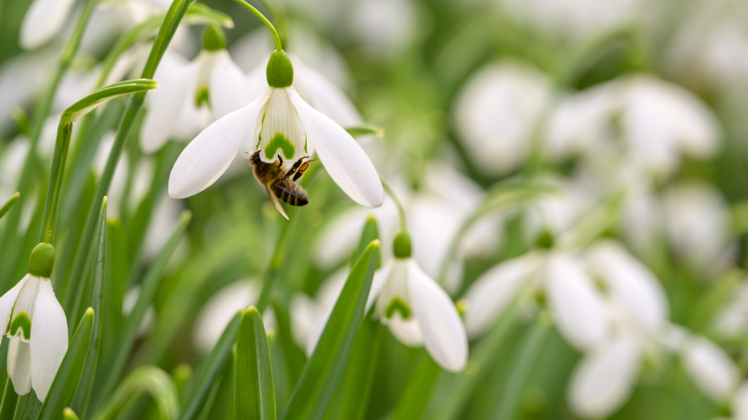 Your guide to enjoying the snowdrop display at Markshall - Markshall Estate