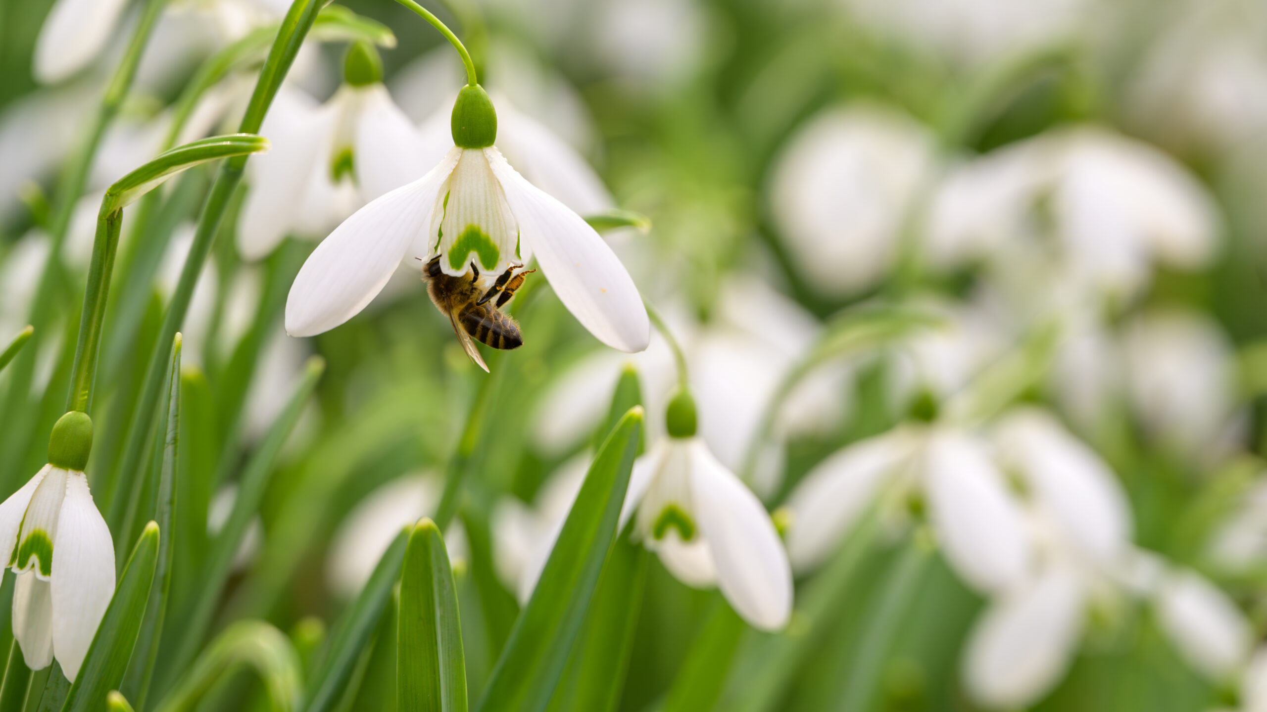 Your guide to enjoying the snowdrop display at Markshall - Markshall Estate
